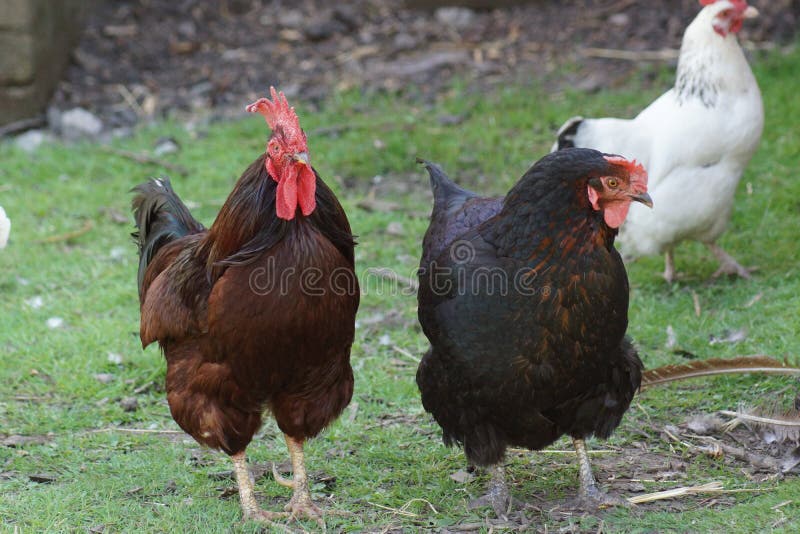 Chicken - Gallus gallus stock image. Image of white, brown - 42073949