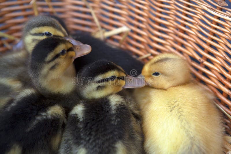 Chicken geese in a basket stock image. Image of geese - 138371861