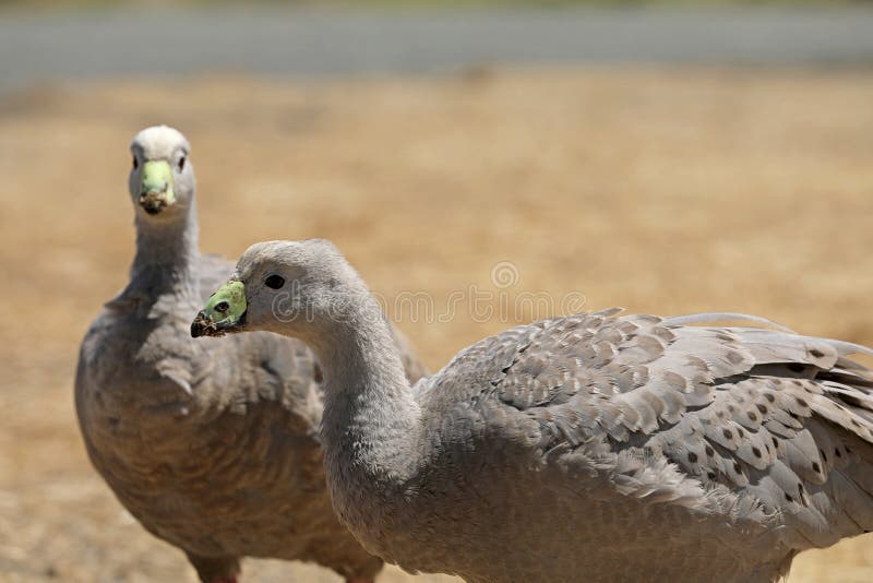 Chicken Goose in Australia stock photo. Image of feathers - 185767006