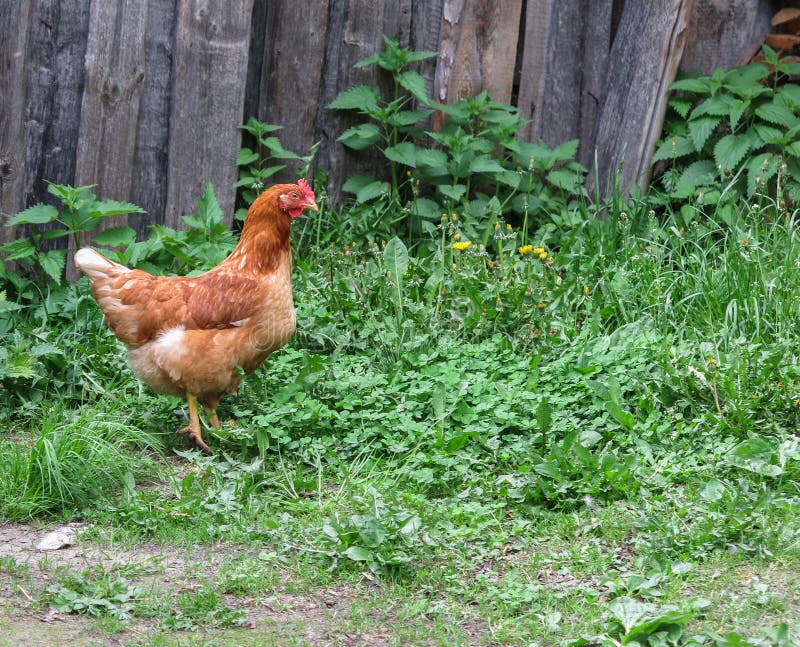 Chicken in Grass on a Farm. Hen on a Traditional Free Range Poultry ...