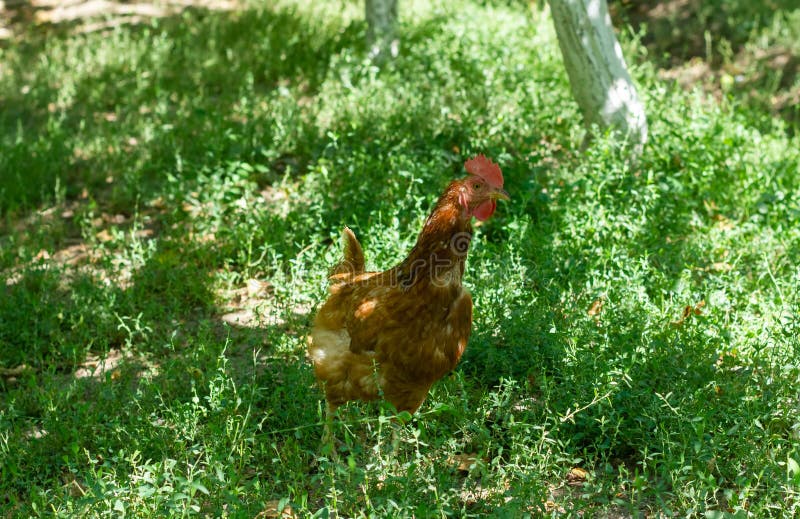 Chicken on the Grass, Free Range Chicken Stock Photo - Image of farming ...
