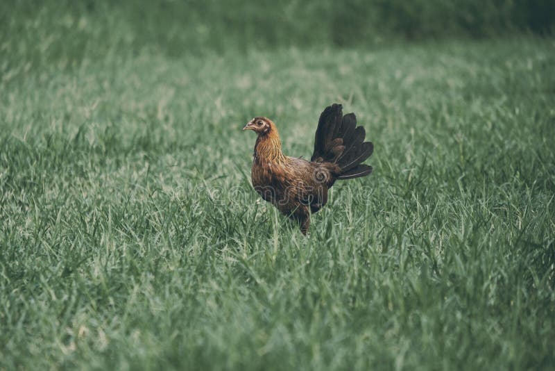 Chicken in grass stock image. Image of poultry, space - 154204591