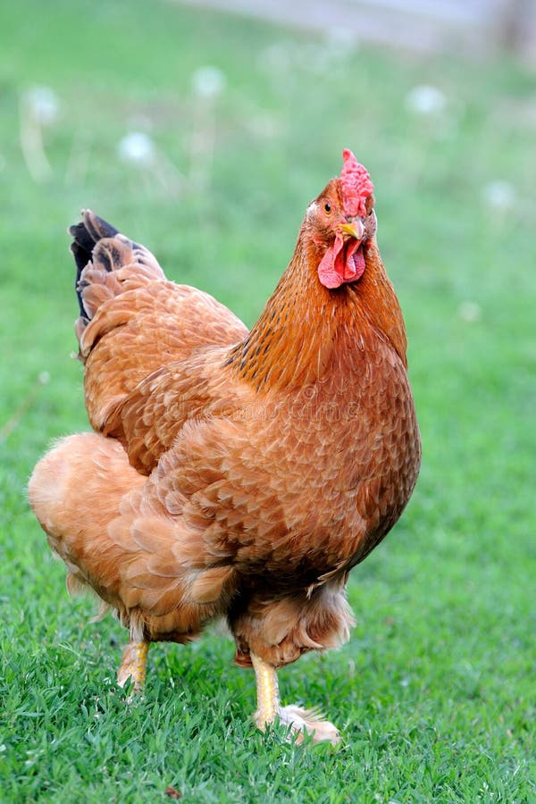 Chicken Grazing on the Grass Stock Image - Image of bird, comb: 76463669