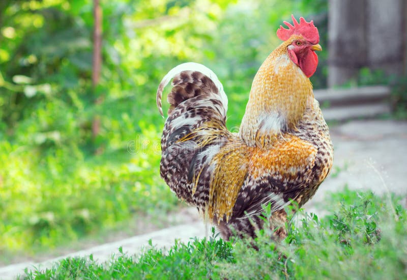 Chicken grazing on grass stock photo. Image of livestock - 84871244