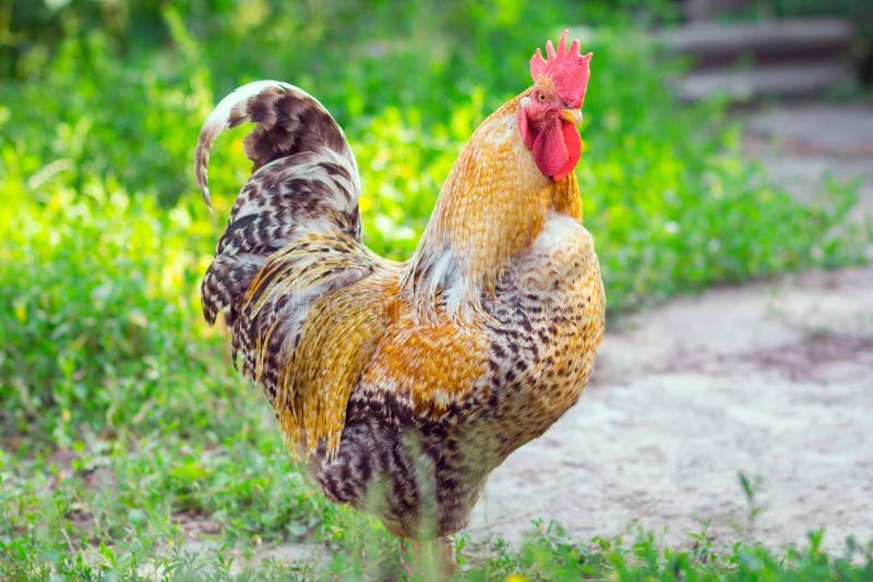 Chicken grazing on grass stock photo. Image of nature - 84873688
