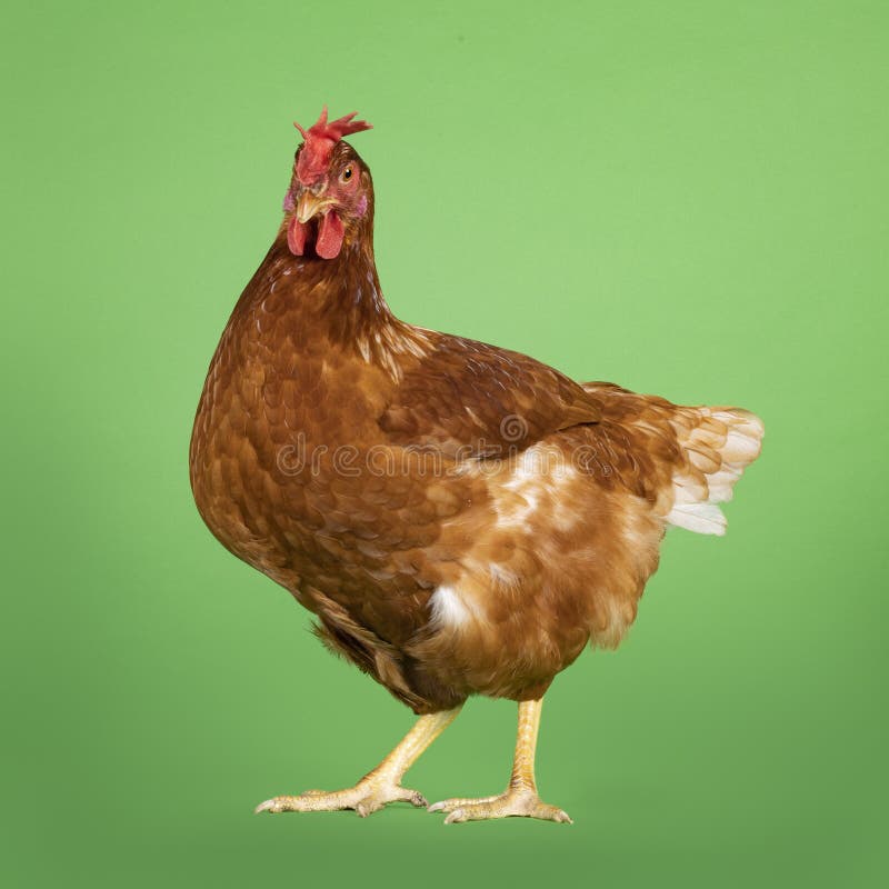 Chicken on Green Background Stock Photo - Image of chroma, alive: 317645046