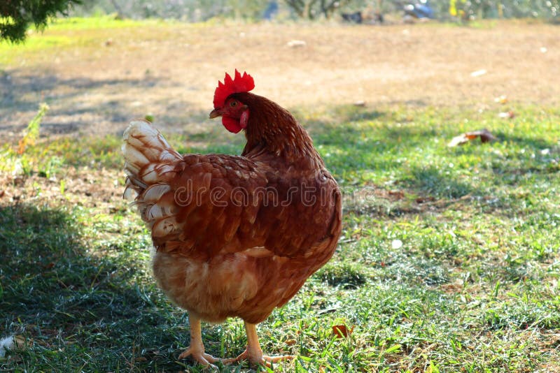 Chicken on the Green Grass in Farm. Stock Image - Image of brown ...
