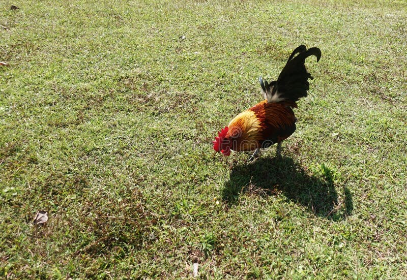 Chicken on the Green Grass and Shadow Stock Image - Image of chicken ...