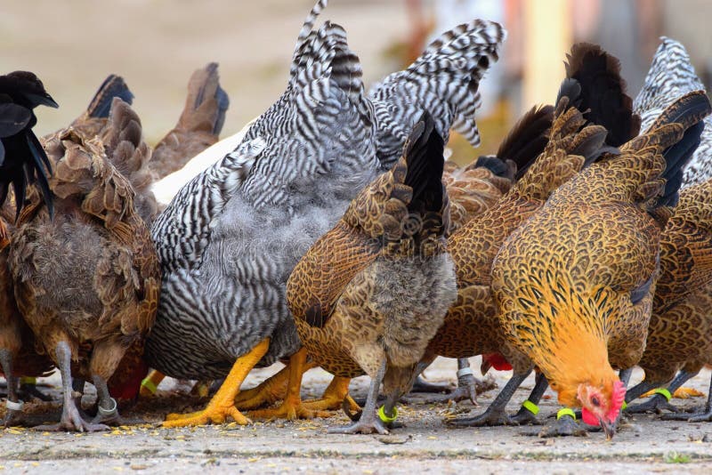 Chicken Group Feeding, Rural Farm Scene Stock Photo - Image of family ...