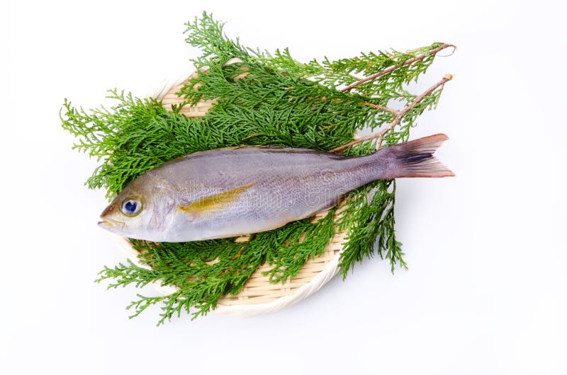 Chicken grunt stock photo. Image of aquatic, heterotherm - 24157846