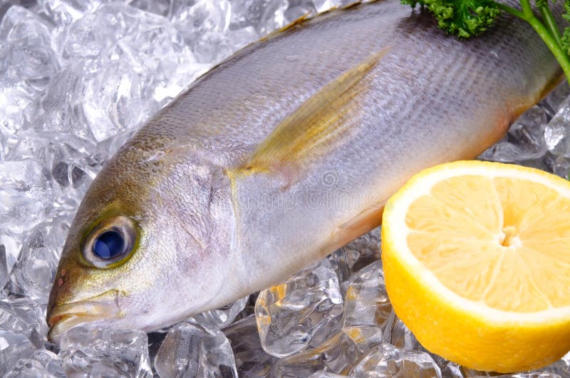 Chicken grunt stock image. Image of squama, scale, prepared - 24157917