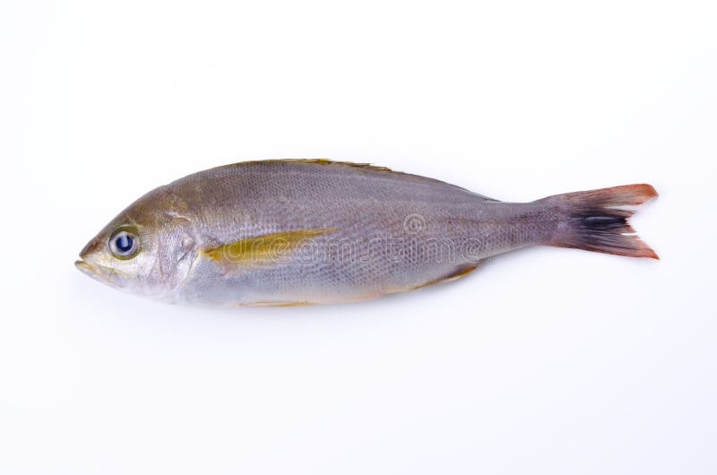 Chicken Grunt Stock Photos - Free & Royalty-Free Stock Photos from ...