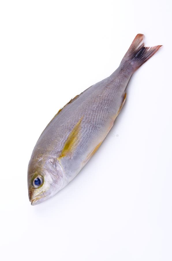 Chicken grunt stock image. Image of squama, scale, prepared - 24157917