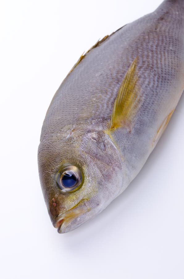 Chicken grunt stock photo. Image of aquatic, heterotherm - 24157846