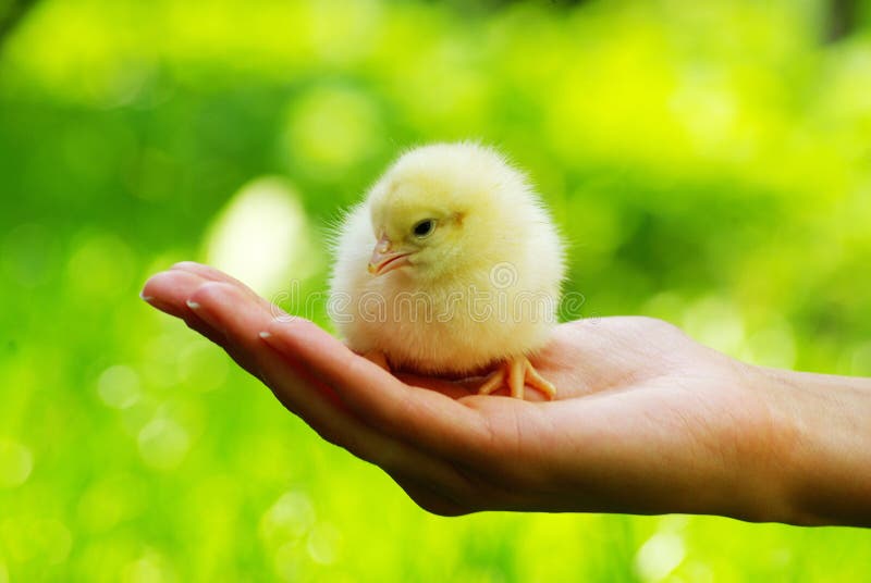 Chicken in hand stock photo. Image of little, bird, baby - 9742274