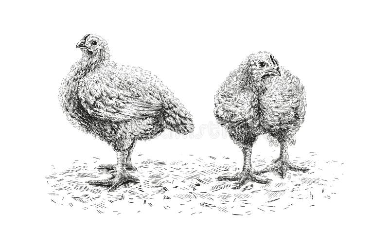 Chicken Hand Drawing Sketch Engraving Illustration Style Stock Vector ...