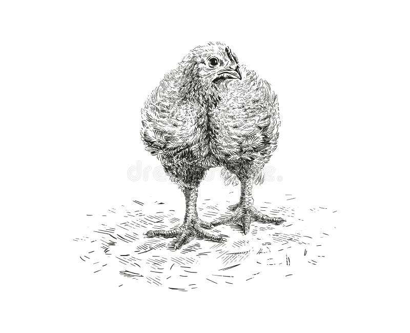 Chicken Hand Drawing Sketch Engraving Illustration Style Stock Vector ...