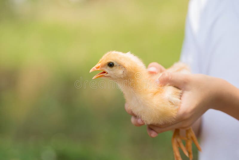 Chicken in a Hand.the Little Chick in Hands Stock Image - Image of life ...