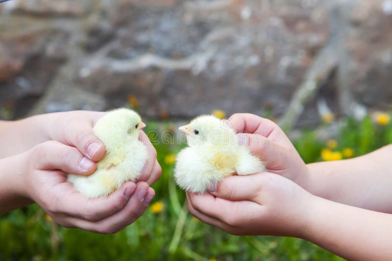 Chicken in hand. stock image. Image of little, care - 110546597