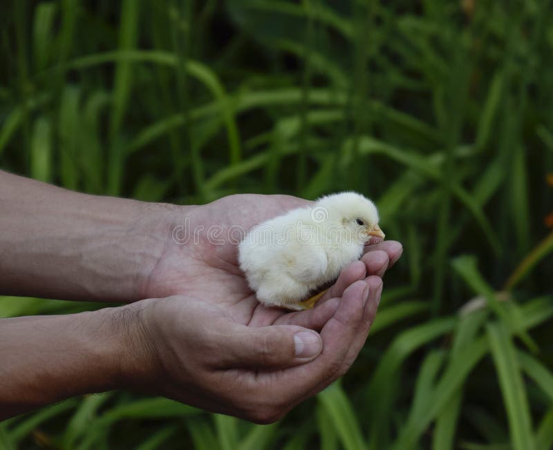 Chicken in Hand. the Small Newborn Chicks in the Hands of Man Stock ...