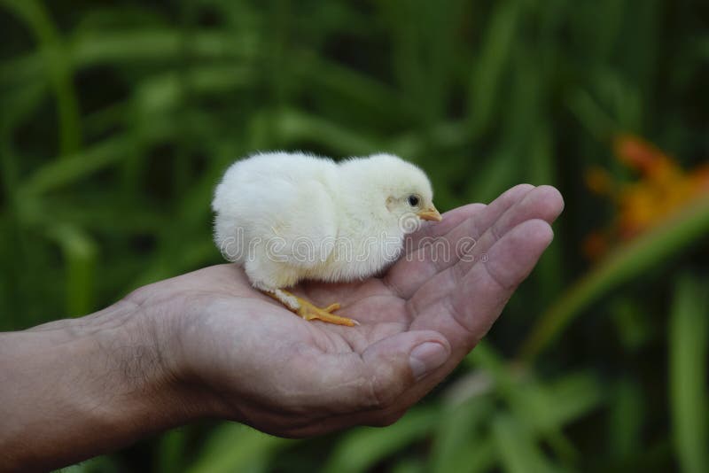 Chicken in Hand. the Small Newborn Chicks in the Hands of Man Stock ...