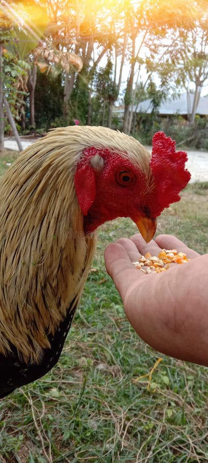 Chicken Handsome, Brave, and Hungry Today Stock Image - Image of brave ...