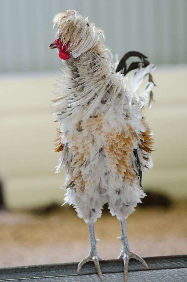 Barn Owl - Ruffled Feathers Stock Image - Image of regal, talons: 12647825