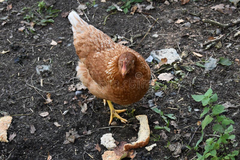 253 Down Hen Looking Photos - Free & Royalty-Free Stock Photos from ...