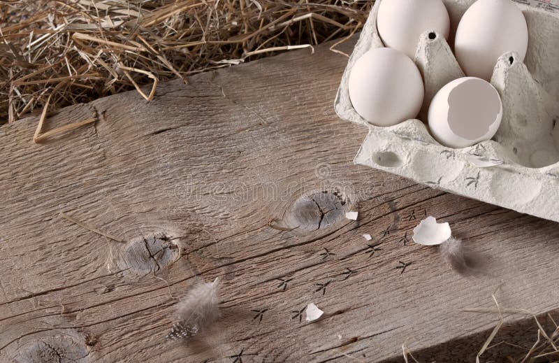 The Chicken Has Hatched ... Stock Photo - Image of agriculture, life ...