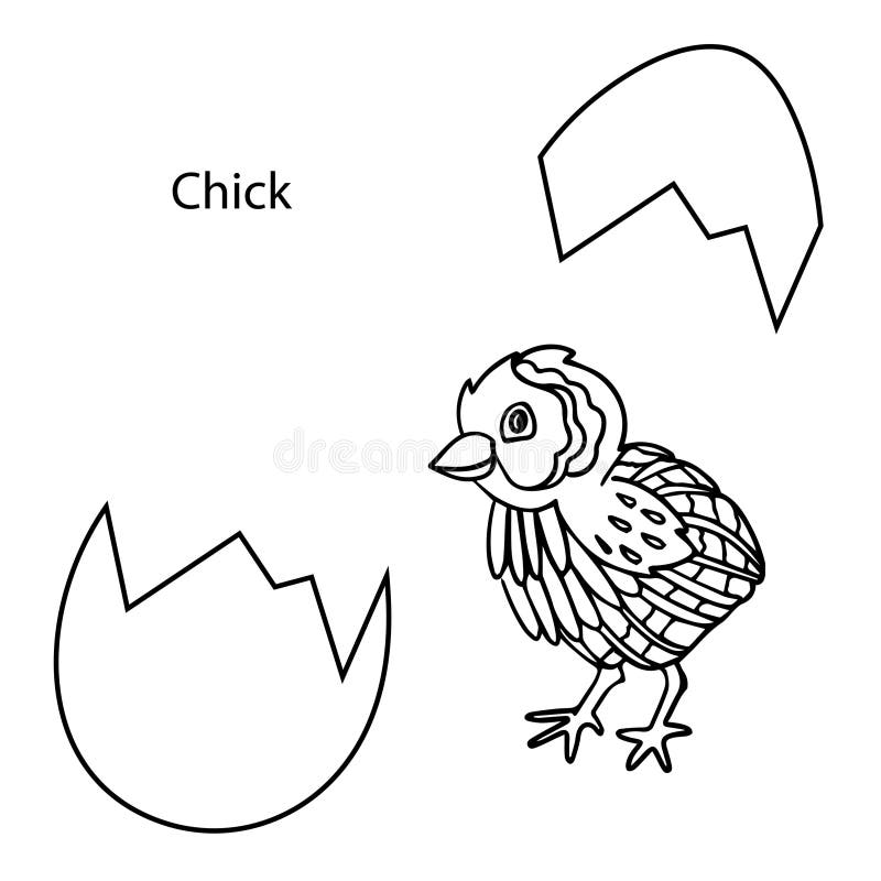 A Chicken Hatched from an Egg, Hand-drawn. Linear Black and White ...