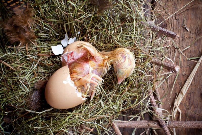 Chicken hatching stock photo. Image of hatching, small - 23305328