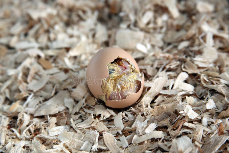 124 Hatching Process Stock Photos - Free & Royalty-Free Stock Photos ...