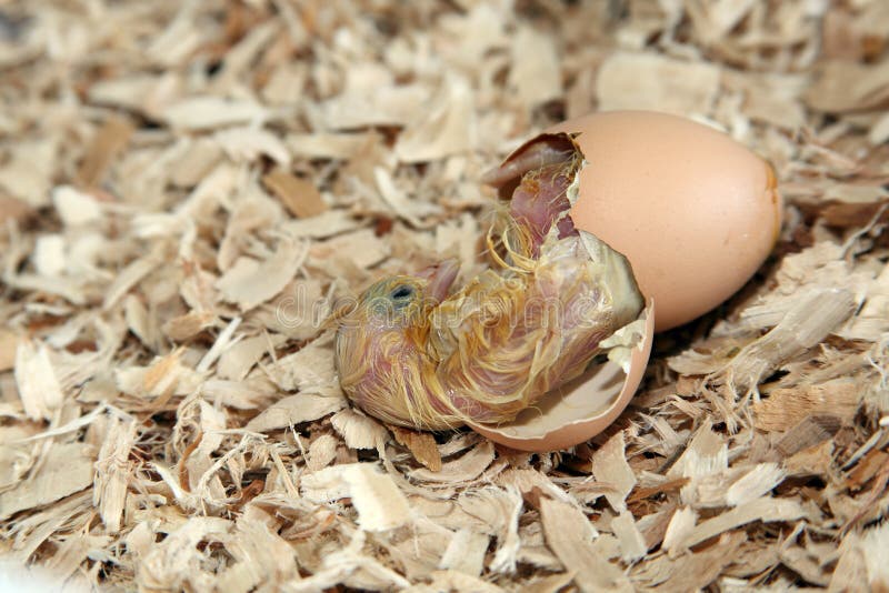 Chicken Hatching stock photo. Image of raised, cornish - 49843742