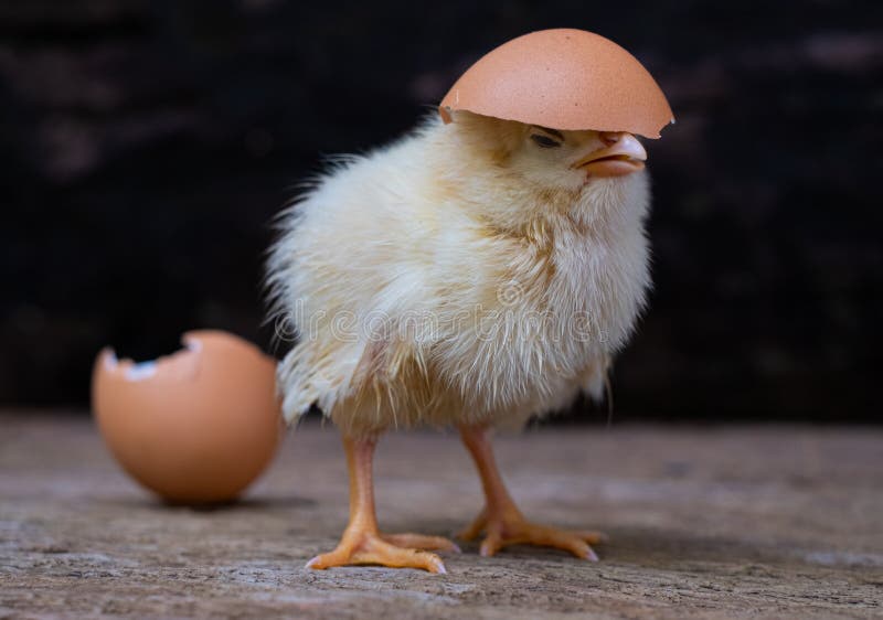 Chicken Hatching from an Egg and Eggshell Stock Photo - Image of ... Chicken Hatching from an Egg and Eggshell Stock Photo - Image of ...