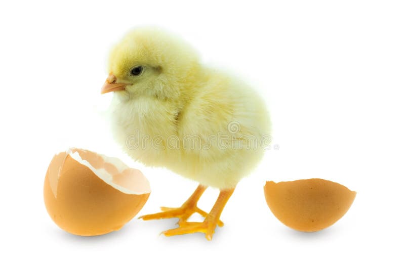 Chicken Hatching from an Egg and Eggshell Stock Photo - Image of baby ...