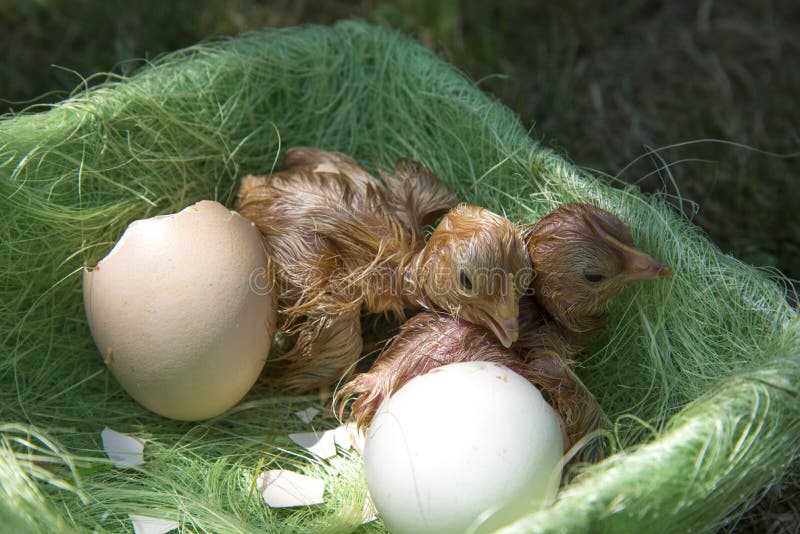 Chicken hatching from egg stock image. Image of hatches - 18468019