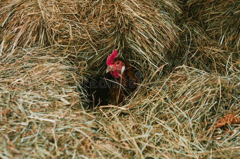 Chicken Hatching Eggs in a Haystack Stock Photo - Image of easter, born ...