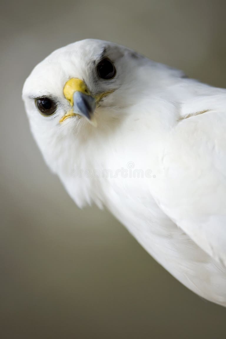 Albino Chicken Color Chart Stock Photos - Free & Royalty-Free Stock ...