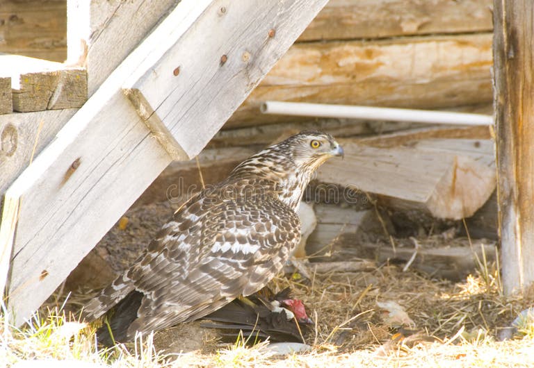 951 Chicken Hawk Stock Photos - Free & Royalty-Free Stock Photos from ...