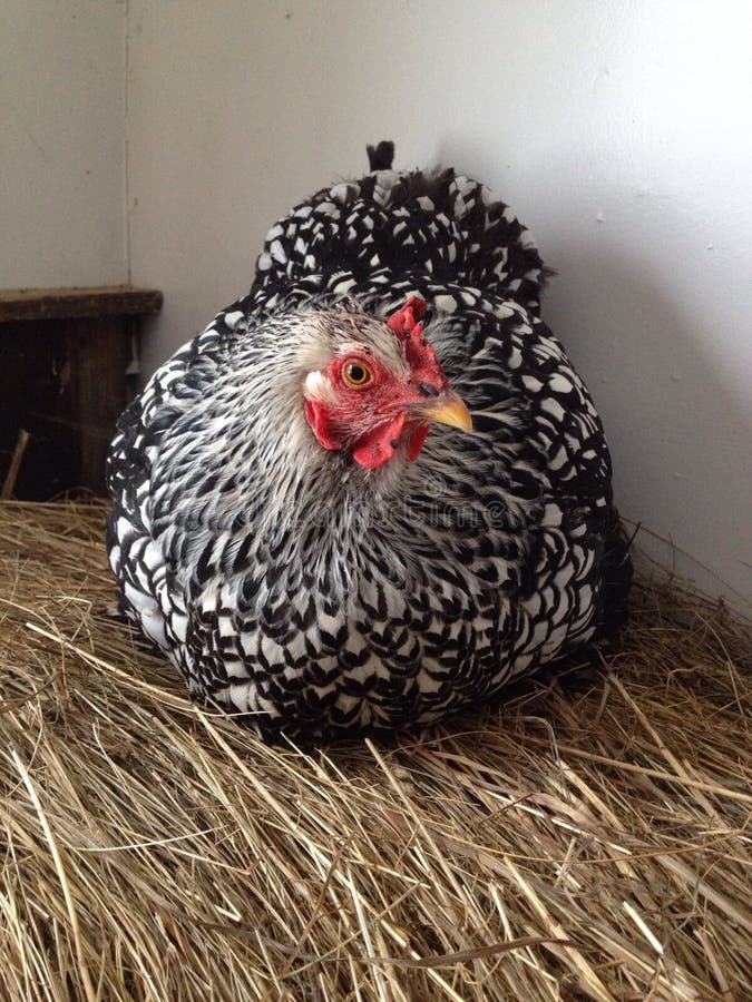 Chicken on a hay bale stock photo. Image of sitting, silverlaced - 48960066