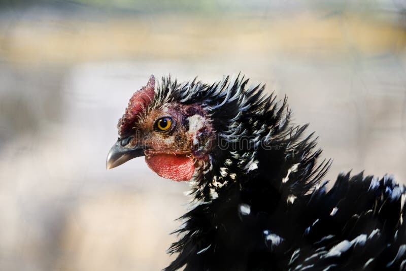 Chicken head stock image. Image of beautiful, beak, stand - 12287085