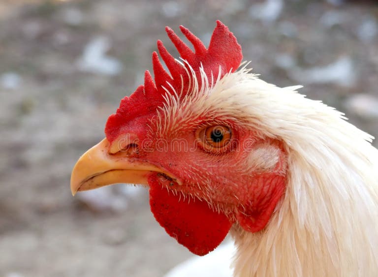 31,099 Chicken Head Stock Photos - Free & Royalty-Free Stock Photos ...
