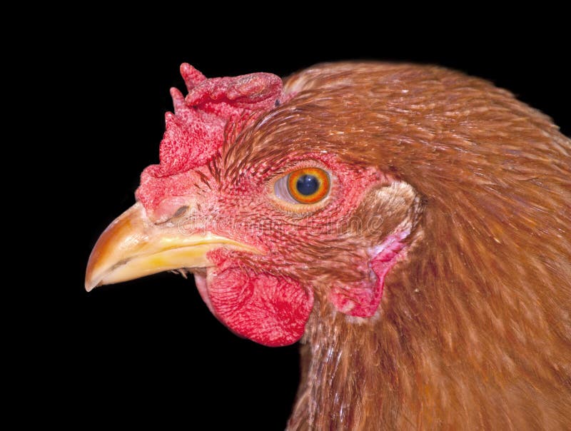 Chicken head stock image. Image of live, macro, ugly, chicken - 4117439