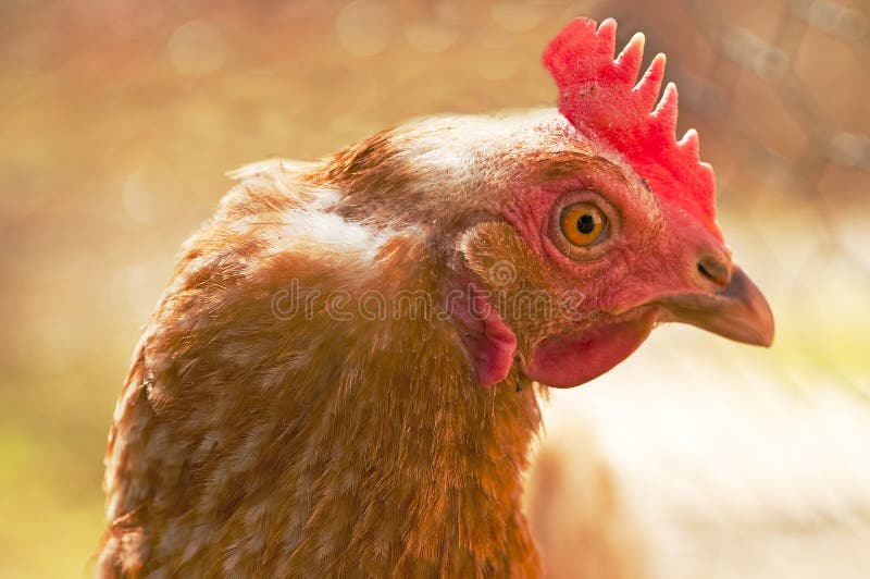 Chicken head stock photo. Image of natural, domestic - 32459996