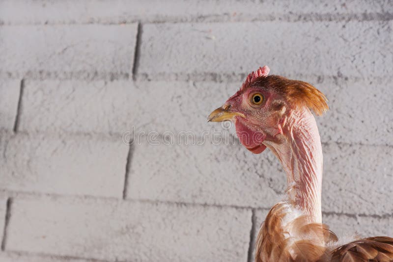 Chicken Head stock photo. Image of brown, farming, feathered - 26884826