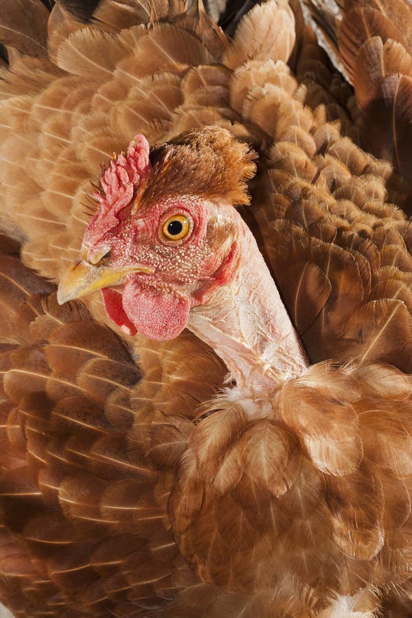 Chicken Head stock photo. Image of feed, husbandry, fowl - 26884934
