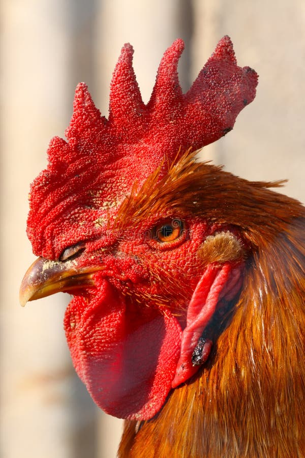 19,878 Chicken Head Photos - Free & Royalty-Free Stock Photos from ...