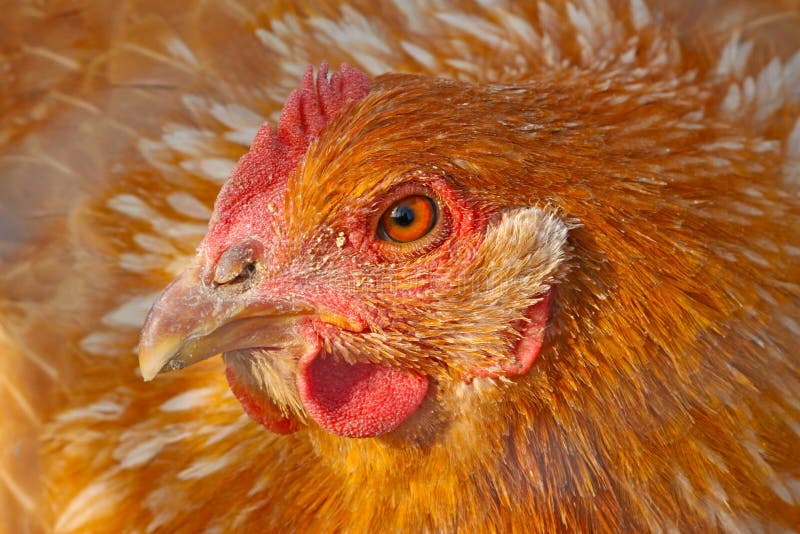 Chicken head stock image. Image of natural, vigilance - 27470585