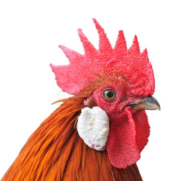 31,888 Chicken Head Stock Photos - Free & Royalty-Free Stock Photos ...