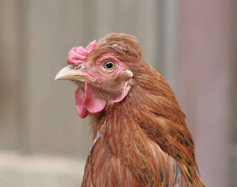 31,888 Chicken Head Stock Photos - Free & Royalty-Free Stock Photos ...